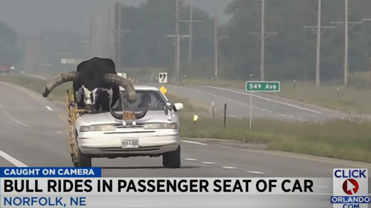 Oversteer: Nebraska cops pull over car with bull in the passenger seat ...