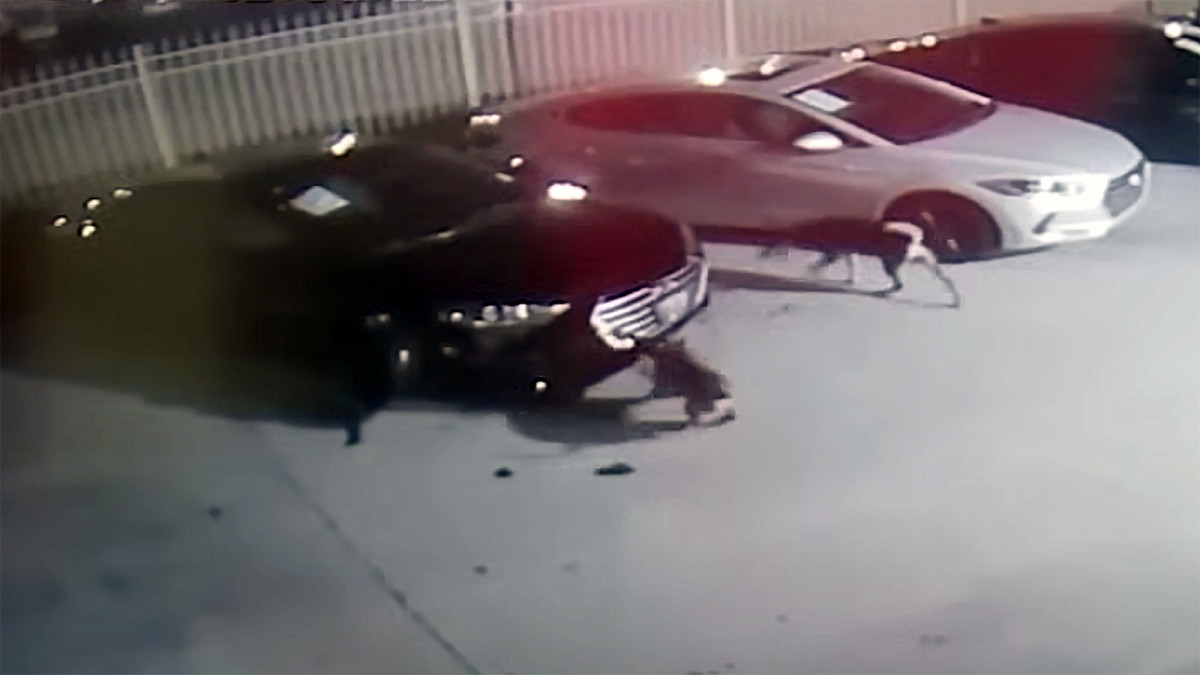Video catches dogs ripping cars to shreds at Houston dealership - Autoblog
