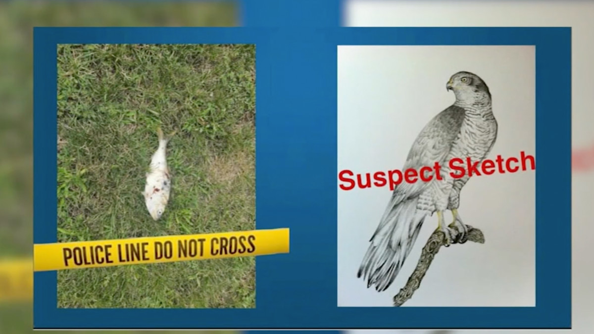 Watch a New Jersey couple's Tesla get damaged by a fish falling from ...