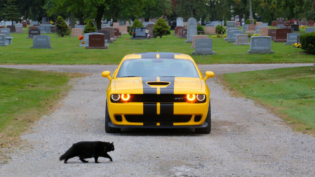 Happy Halloween, cats and kittens! - Autoblog