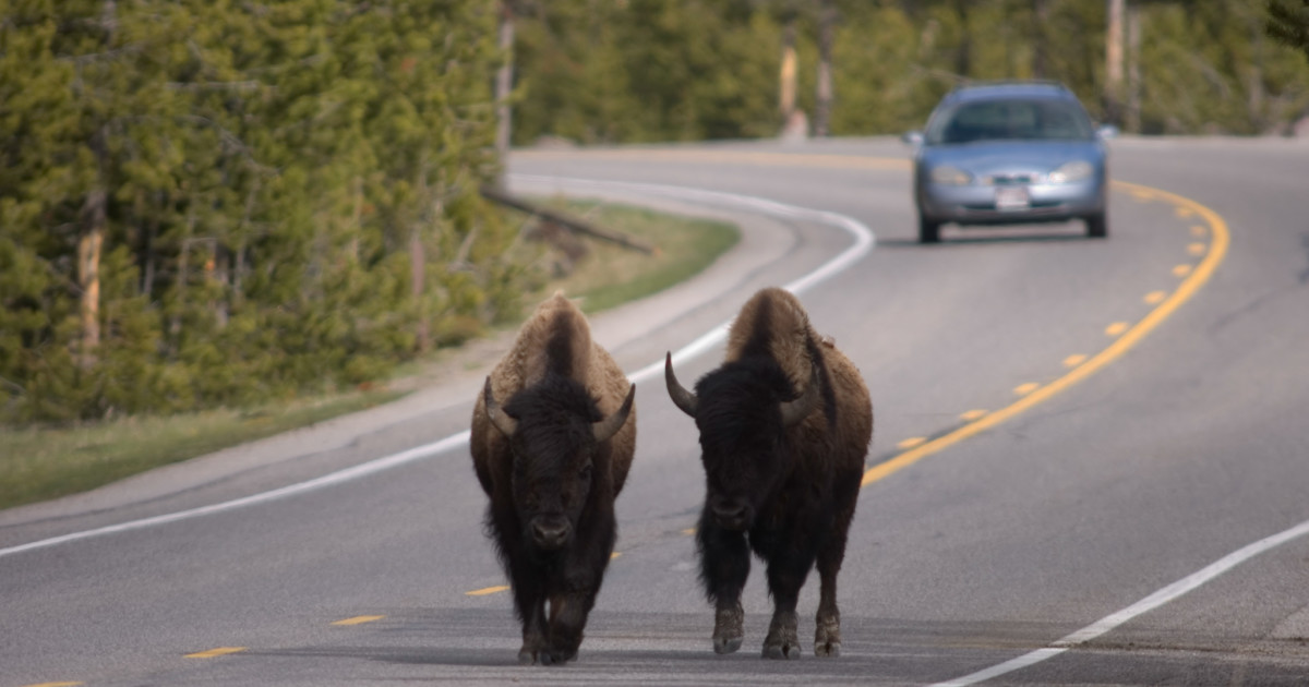 Montana has the most deadly car crashes per capita - Autoblog