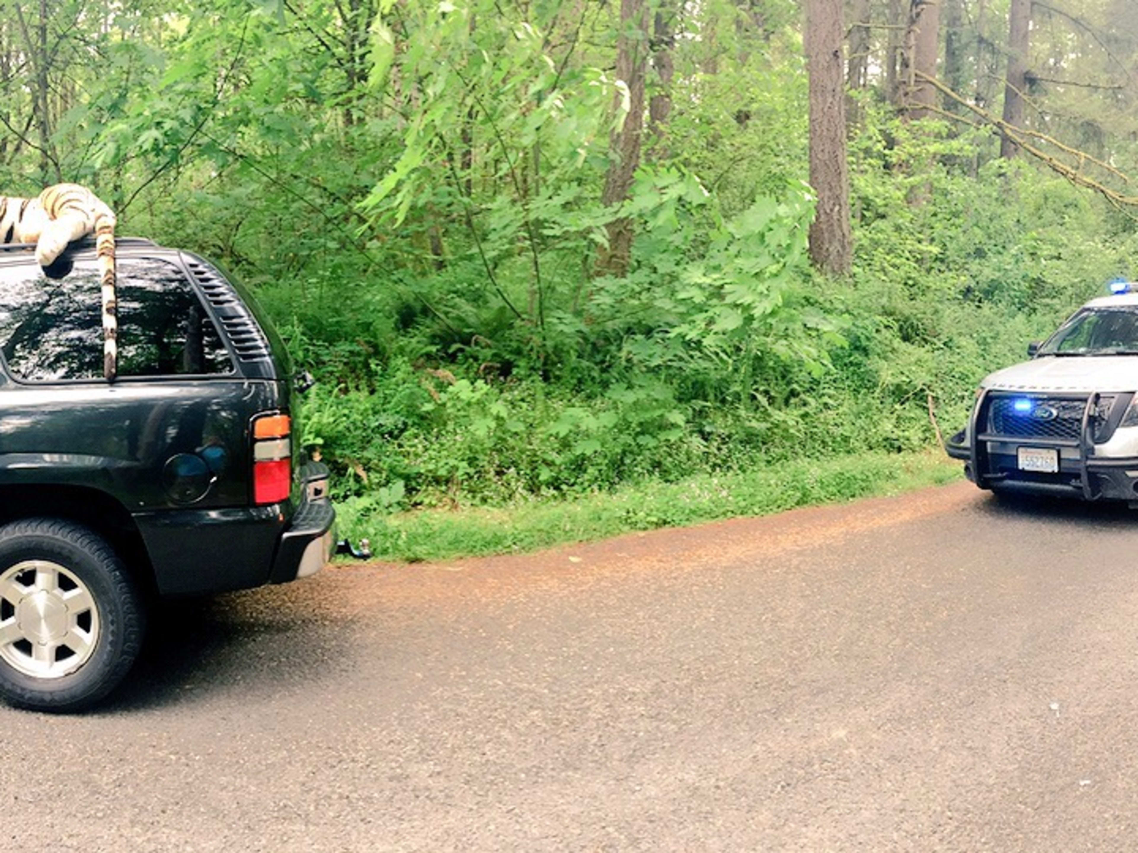 Large stuffed tiger atop SUV generates 911 call