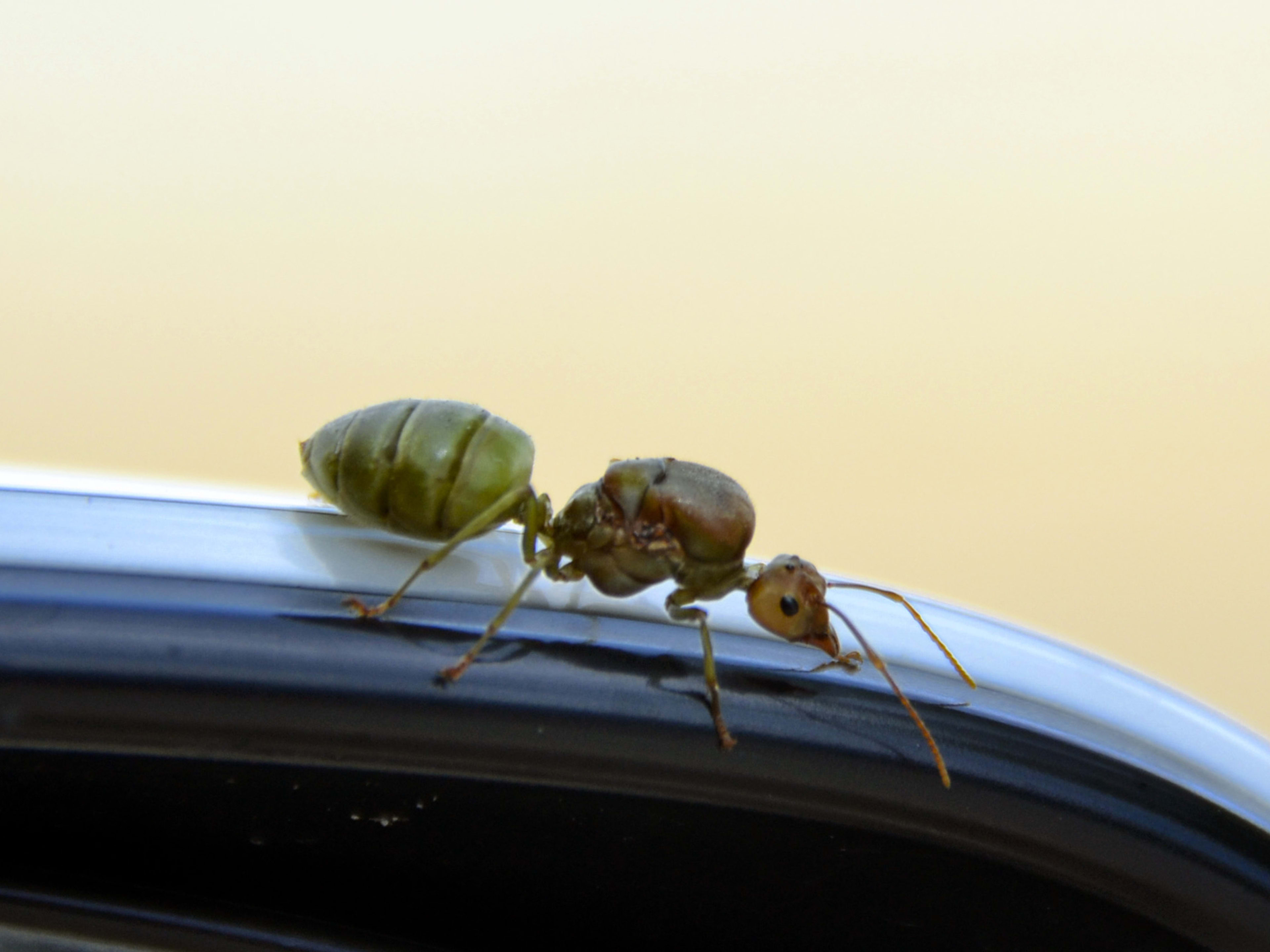 How to get rid of ants in a car - Autoblog